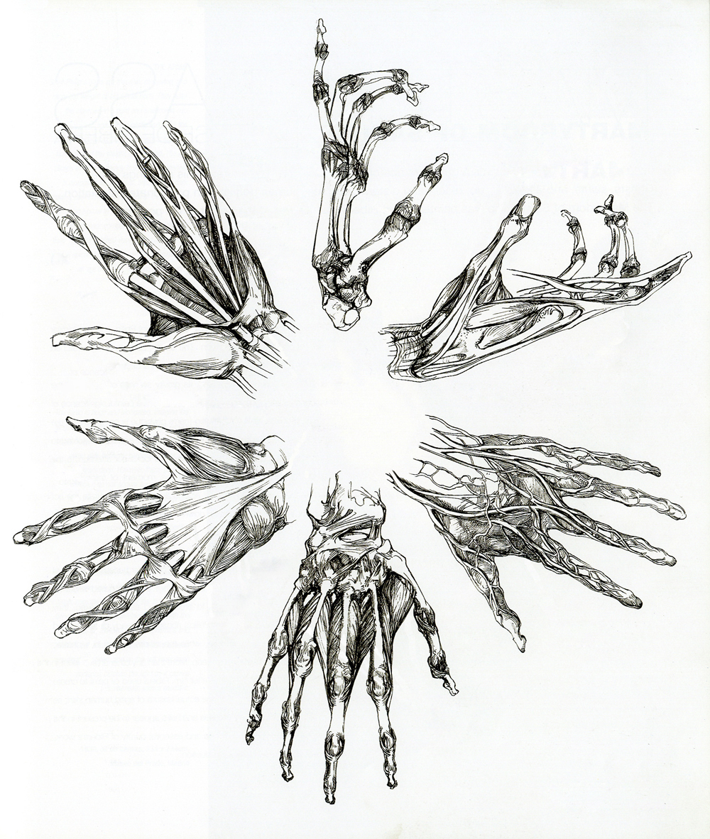 Sarah Simblet – drtenge